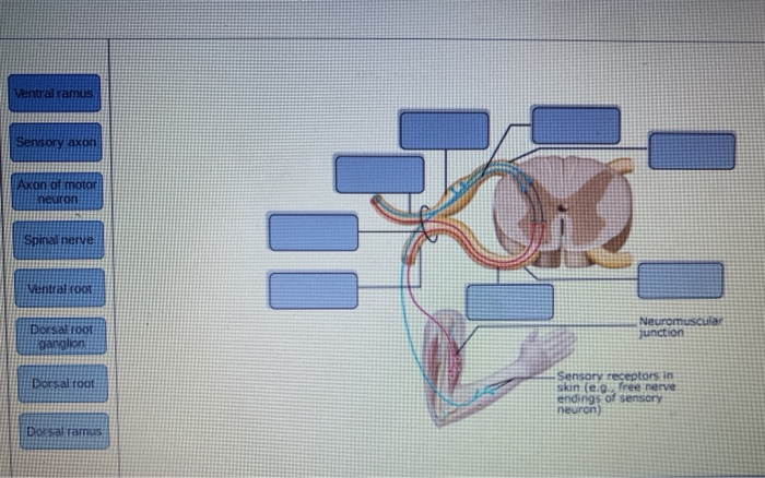 Solved drag the correct label to the appropriate location to | Chegg.com