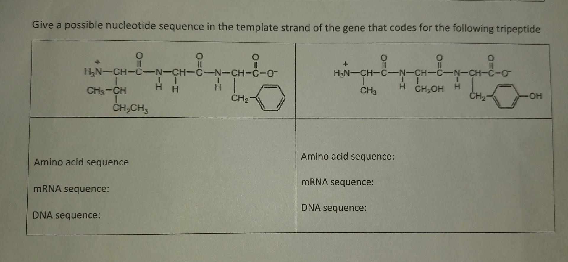 Solved Give a possible nucleotide sequence in the template | Chegg.com