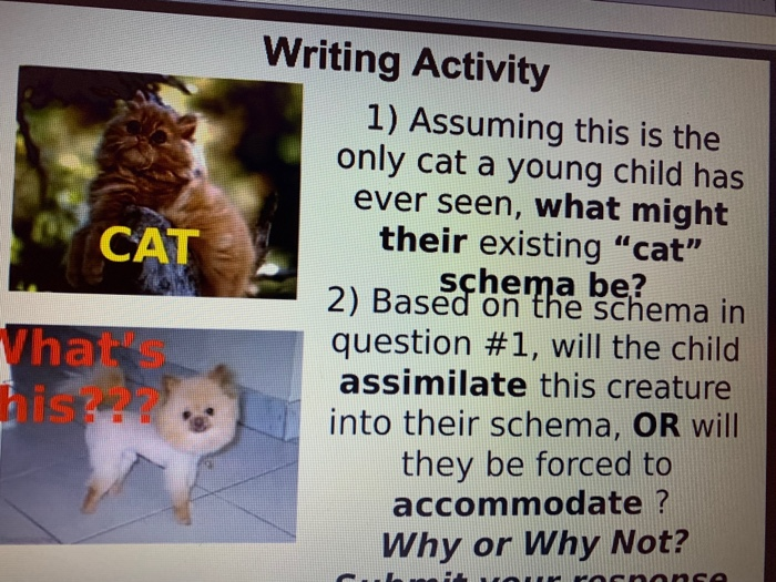 Solved CAT Writing Activity 1) Assuming this is the only cat | Chegg.com