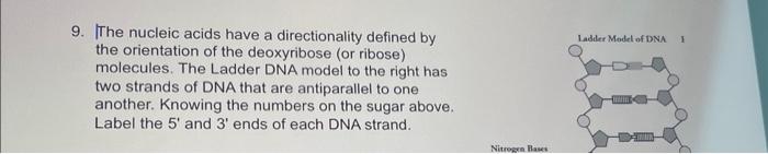 9. The nucleic acids have a directionality defined by | Chegg.com