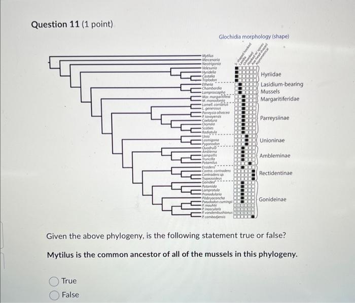 Solved Given the above phylogeny, is the following statement | Chegg.com