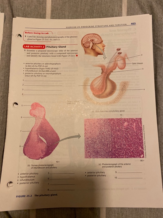 Solved 403 EXERCISE 25 ENDOCRINE STRUCTURE AND FUNCTION | Chegg.com