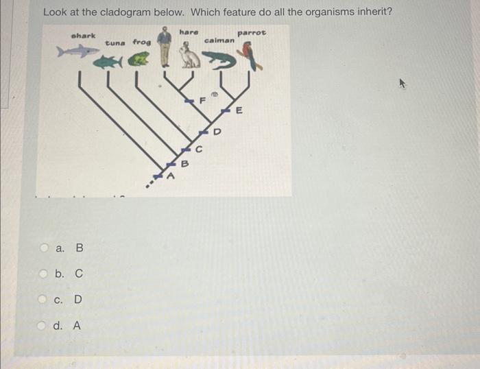Solved Look at the cladogram below. Which feature do all the | Chegg.com