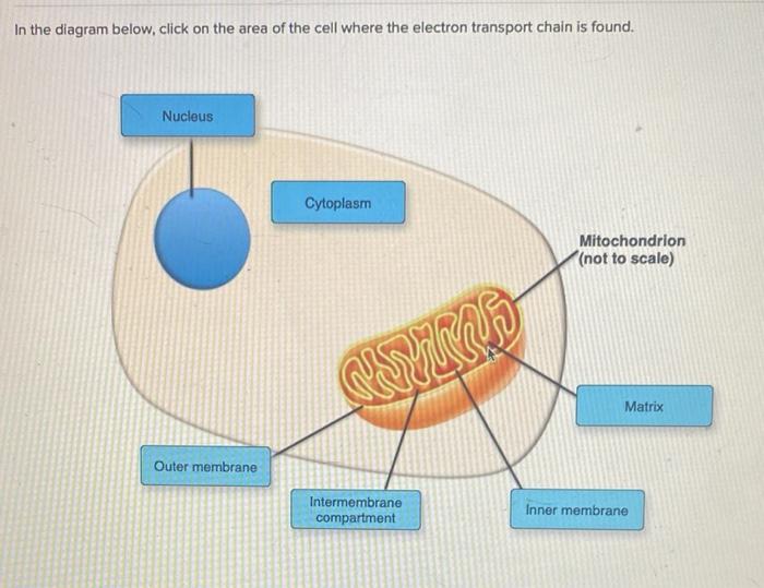 Solved In the diagram below, click on the area of the cell | Chegg.com