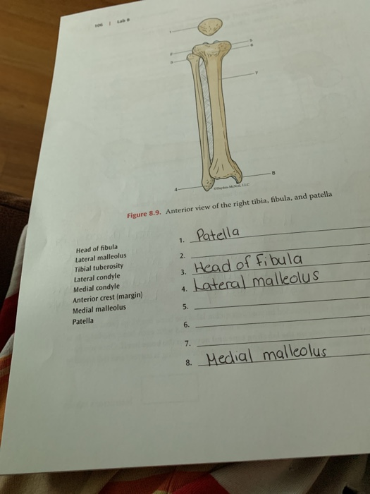 Solved Figure 8.9. Anterior view of the right tibia, fibula, | Chegg.com