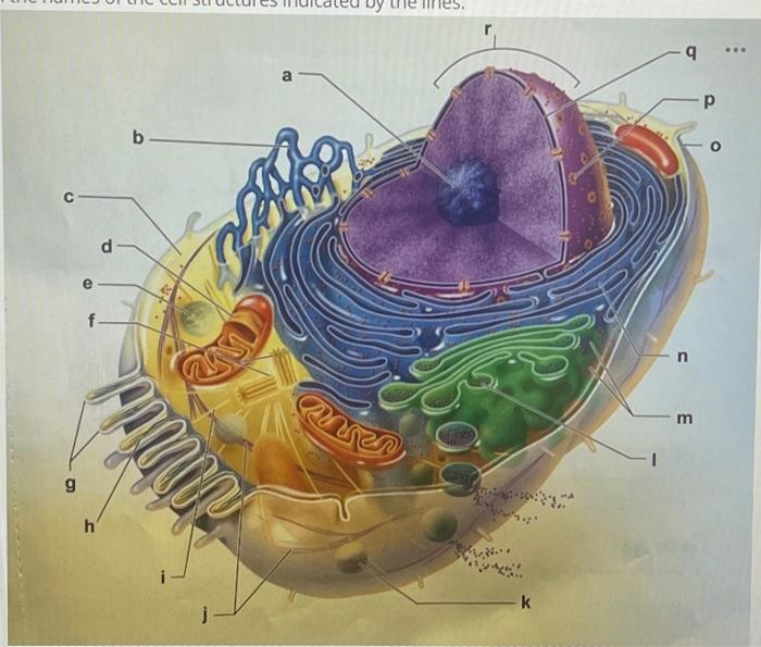 Solved name each cell structure indicated by the lines. | Chegg.com