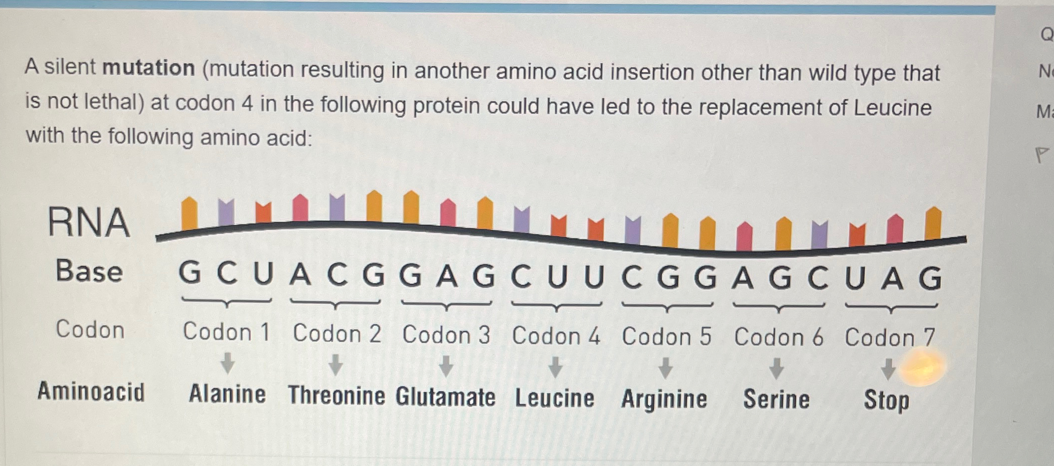 Solved A silent mutation (mutation resulting in another | Chegg.com