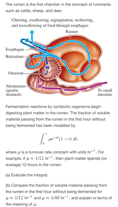 Solved The rumen is the first chamber in the stomach of | Chegg.com