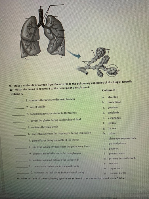 Name Respiratory system AP II Upper and lower | Chegg.com