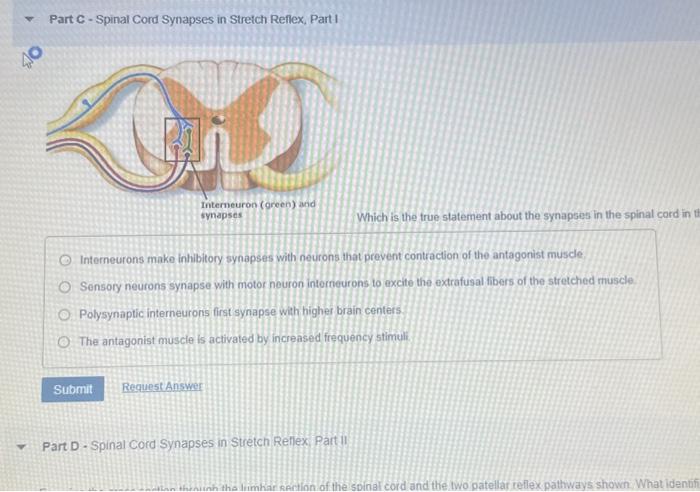 Solved Part C-Spinal Cord Synapses in Stretch Reflex, Part | Chegg.com