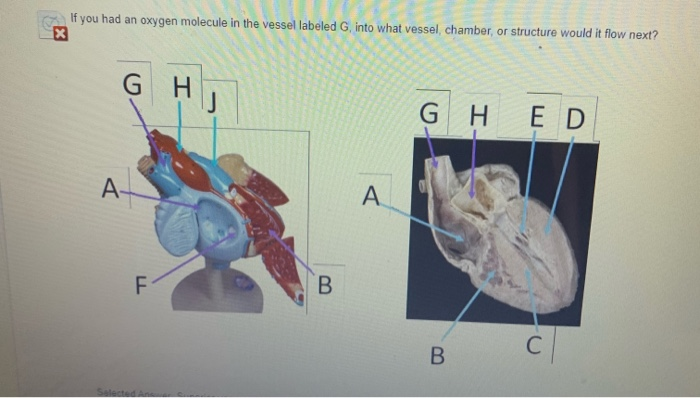 Solved If you had an oxygen molecule in the vessel labeled | Chegg.com