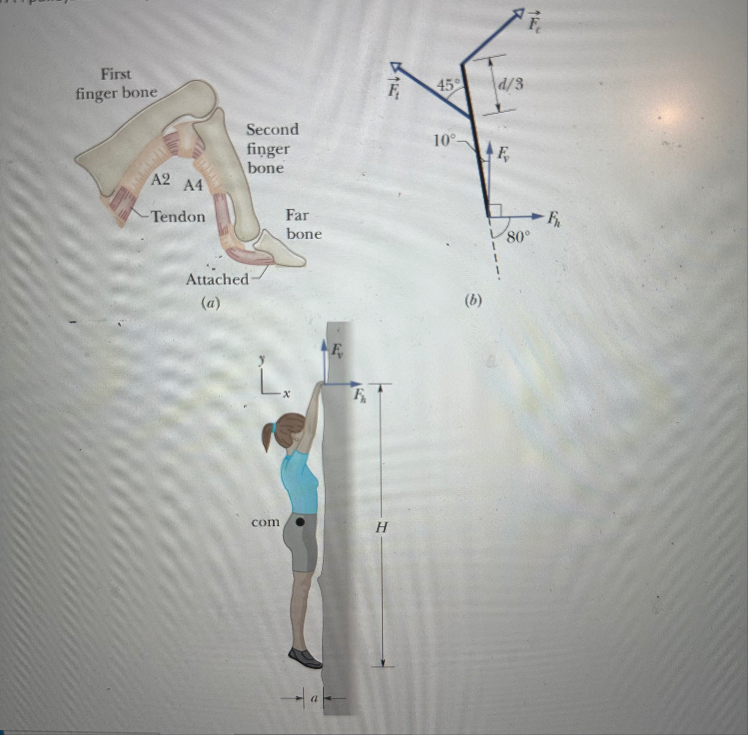 Solved Figure (a) ﻿shows details of a finger in the crimp | Chegg.com