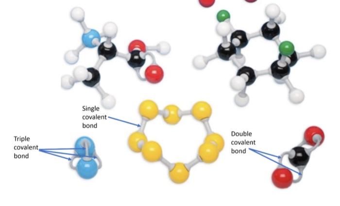 Solved You should have a molecular modeling “bag” that came | Chegg.com