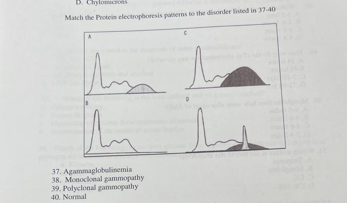 Solved Match the Protein electrophoresis patterns to the | Chegg.com