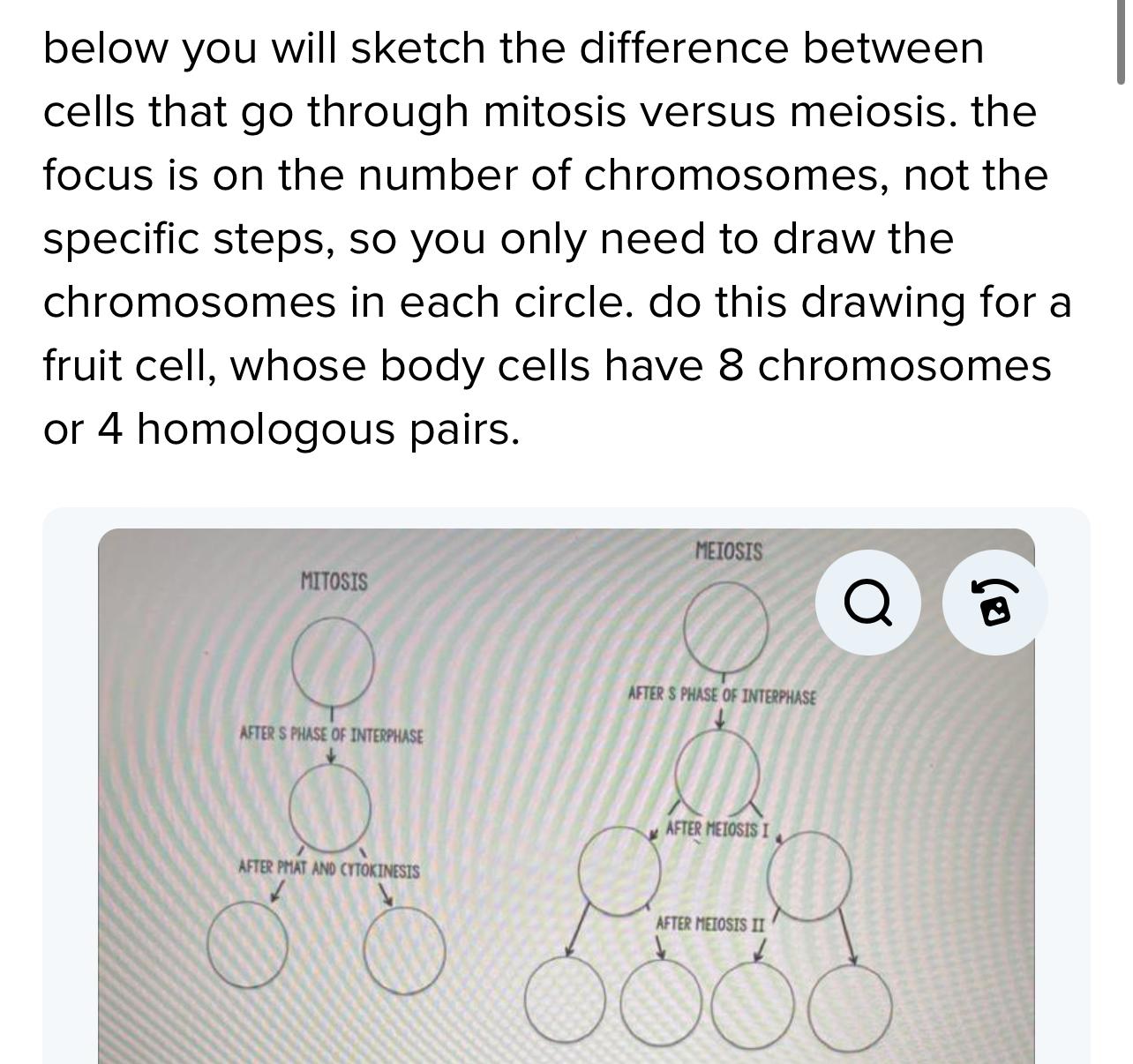Solved below you will sketch the difference between cells | Chegg.com