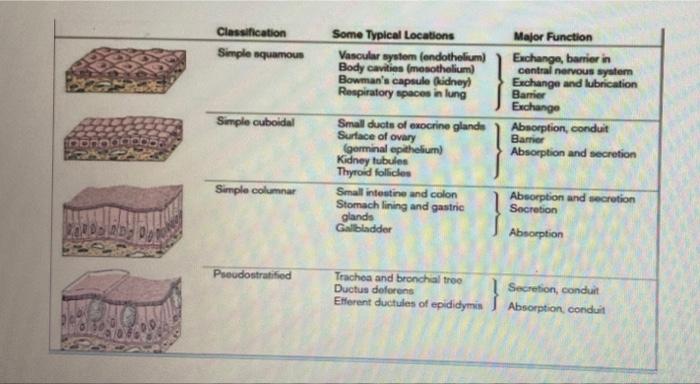 Solved Classification Simple squamous Some Typical Locations | Chegg.com
