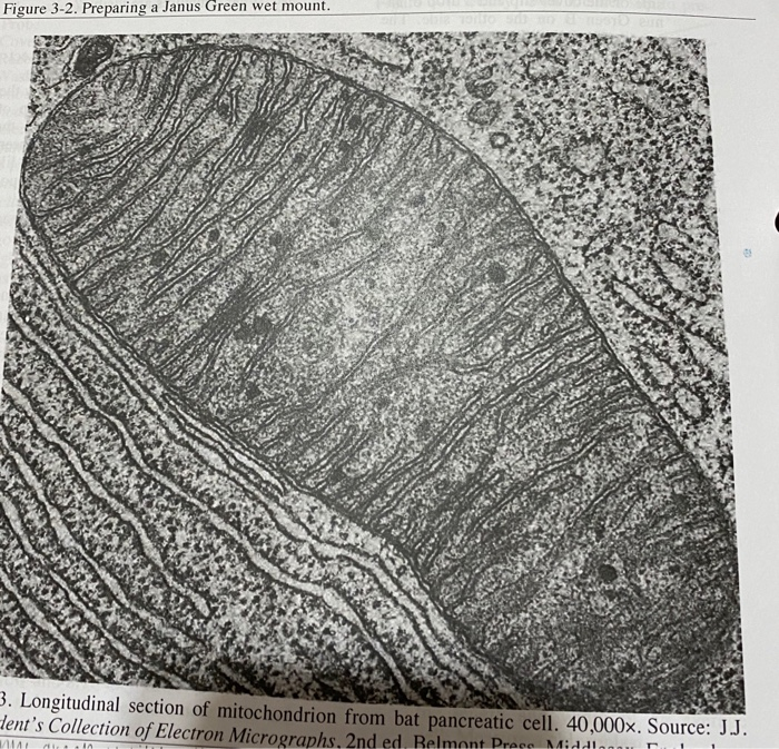 Solved 3. How many times greater magnified is the | Chegg.com