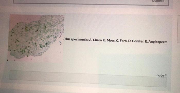 Solved pogonia This specimen is: A. Chara. B. Moss. C. Fern. | Chegg.com