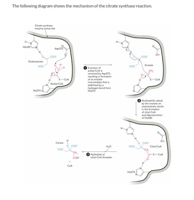 Solved The following diagram shows the mechanism of the | Chegg.com Solved The following diagram shows the mechanism of the | Chegg.com