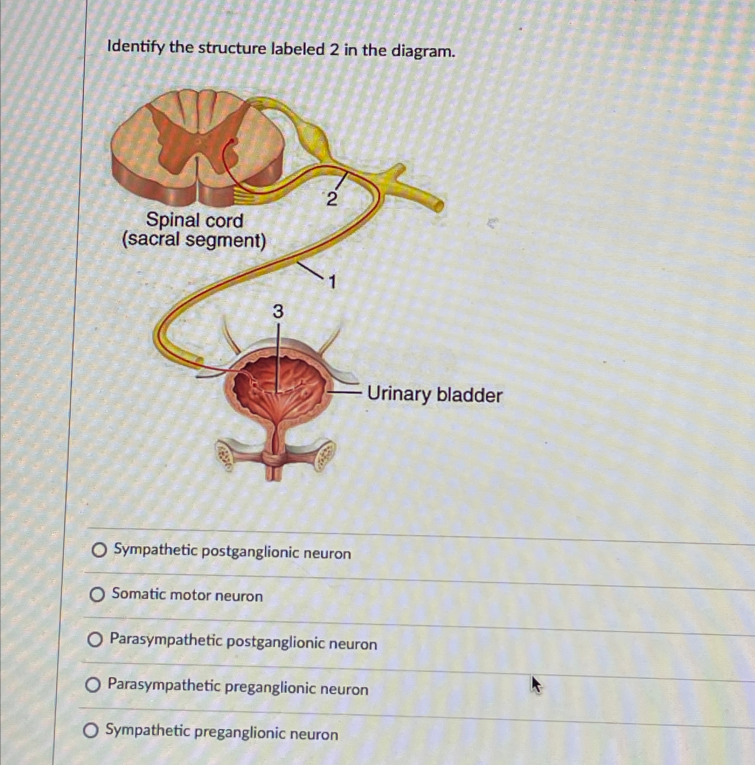 Solved Identify the structure labeled 2 ﻿in the | Chegg.com