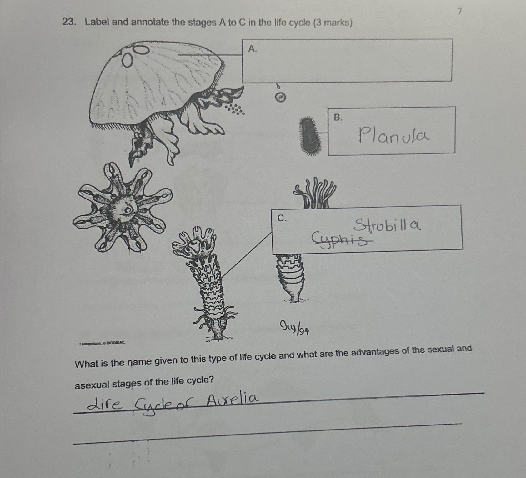 Solved Label and annotate the stages A ﻿to C ﻿in the life | Chegg.com