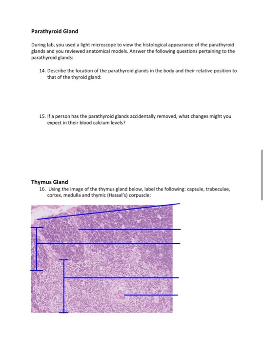 Solved Parathyroid Gland During lab, you used a light | Chegg.com