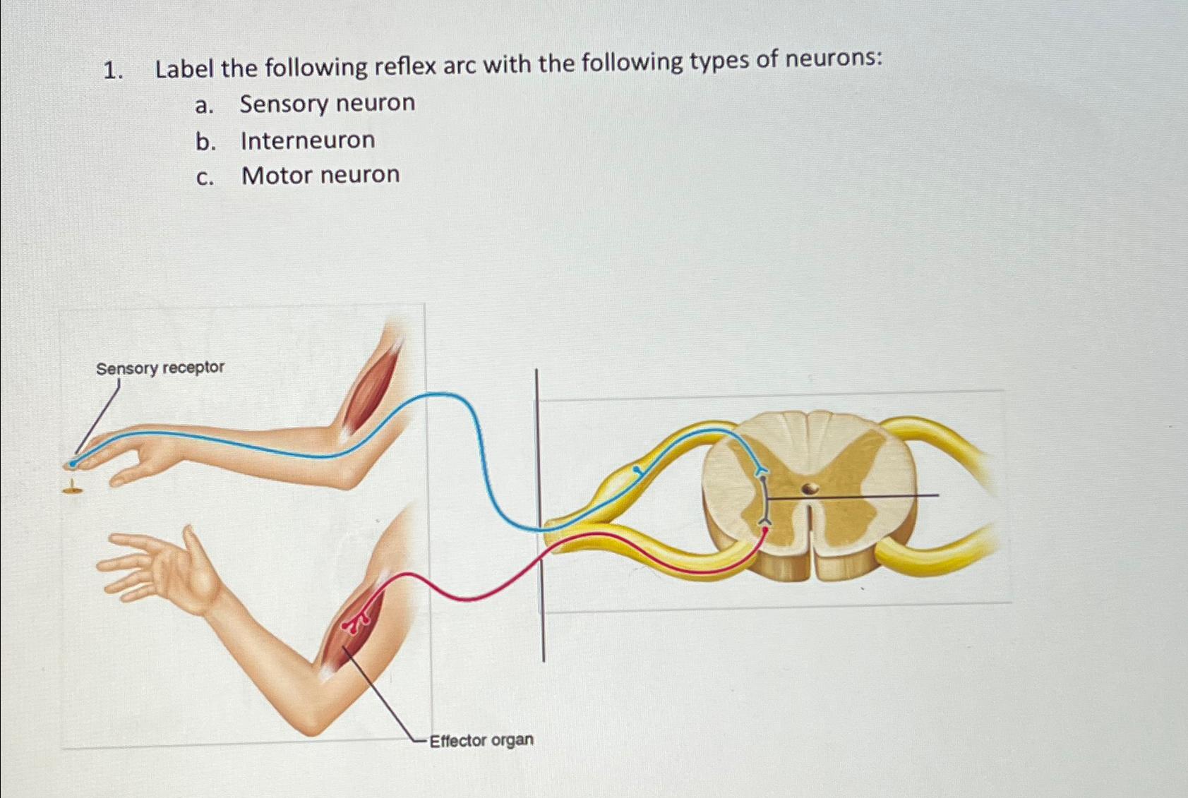 Solved Label the following reflex arc with the following | Chegg.com