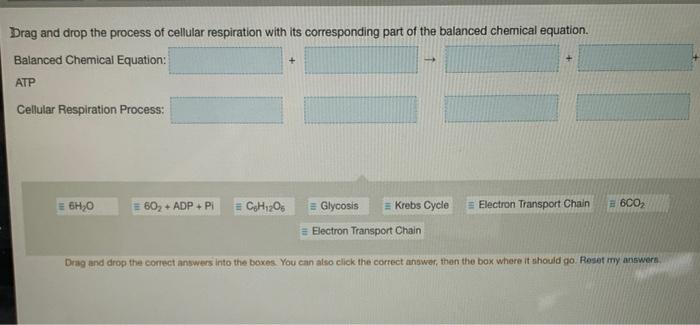 Solved Drag and drop the process of cellular respiration | Chegg.com