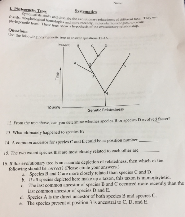 Solved Name: I. Phylogenetic Trees Systematics Systematists | Chegg.com