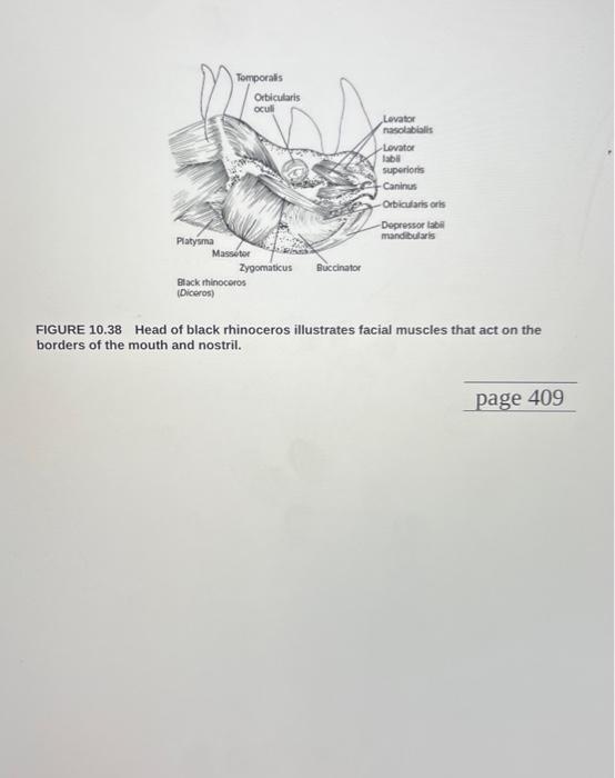 Solved In general, each branchial arch is endowed with its | Chegg.com
