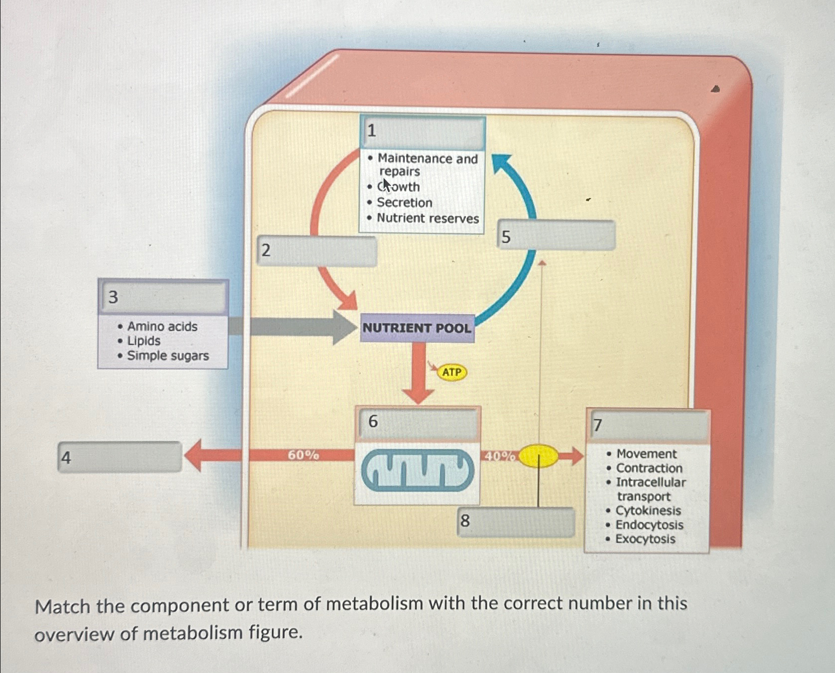 Solved Match the component or term of metabolism with the | Chegg.com