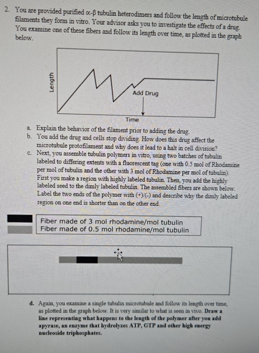 Solved You are provided purified α-β ﻿tubulin heterodimers | Chegg.com