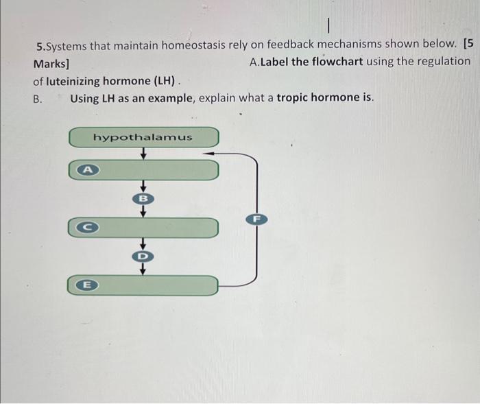 Solved 5.Systems that maintain homeostasis rely on feedback | Chegg.com