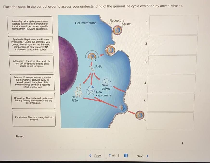 Solved Place the steps in the correct order to assess your | Chegg.com