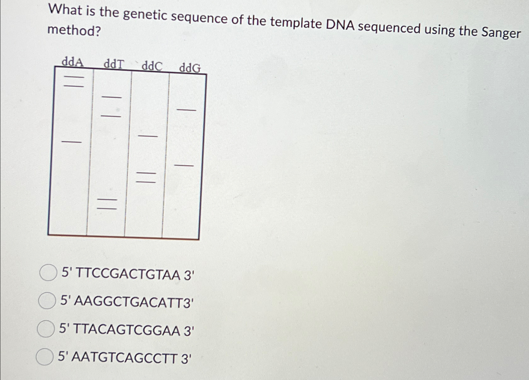 Solved What is the genetic sequence of the template DNA | Chegg.com