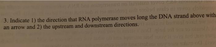 Solved Now assume the DNA sequence below is the NON-TEMPLATE | Chegg.com