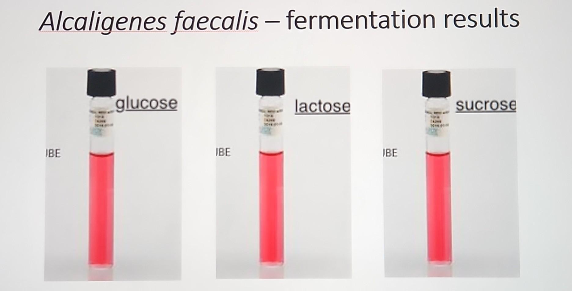 Solved Alcaligenes faecalis - fermentation | Chegg.com