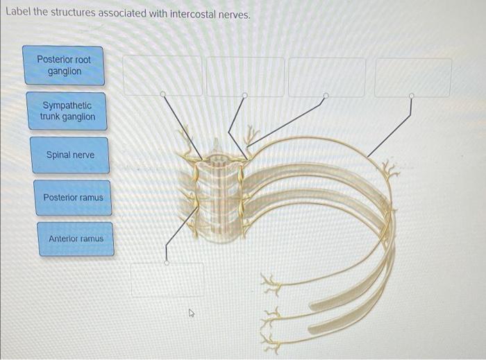 Label the structures associated with intercostal | Chegg.com