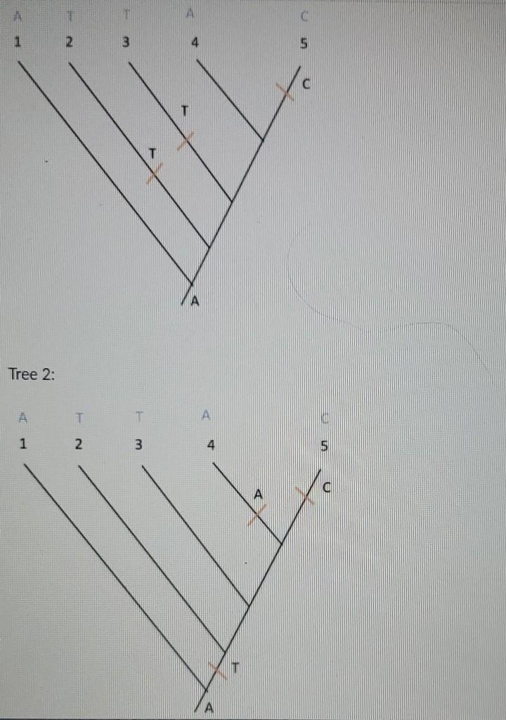 In tree 1, the character state shared by species 1 | Chegg.com
