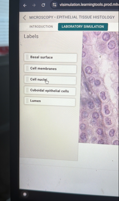 Solved visimulation.learningtools.prod.mhMICROSCOPY • | Chegg.com