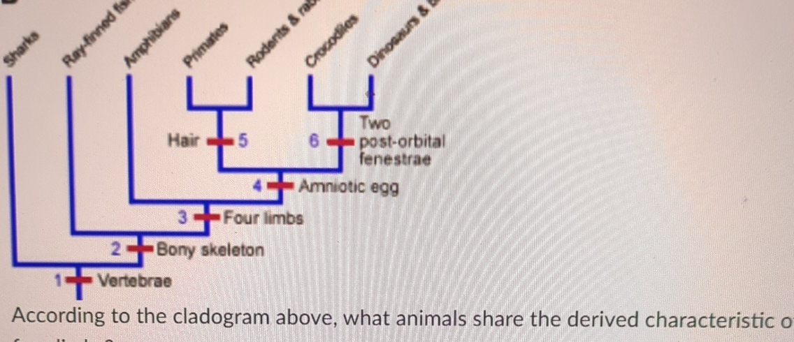 Solved 4According to the cladogram above, what animals share | Chegg.com