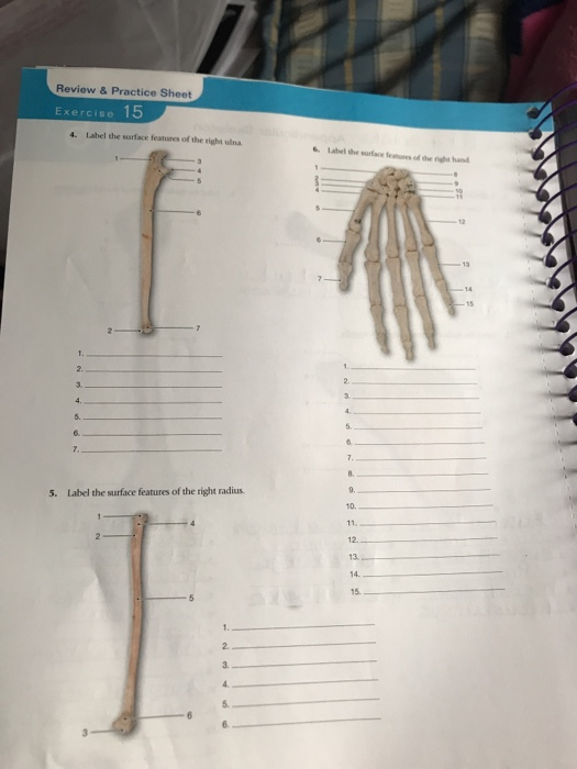 Solved Review & Practice Sheet Exercise 15 4. Label the | Chegg.com