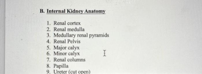 Solved B. Internal Kidney Anatomy 1. Renal cortex 2. Renal | Chegg.com