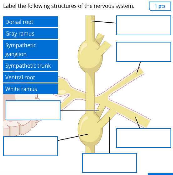 Solved Label the following structures of the nervous system. | Chegg.com