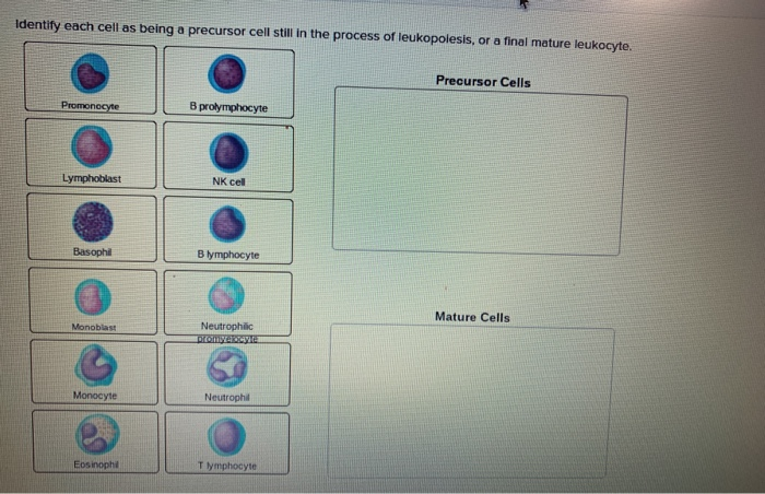 Solved identify each cell as being a precursor cell still in | Chegg.com