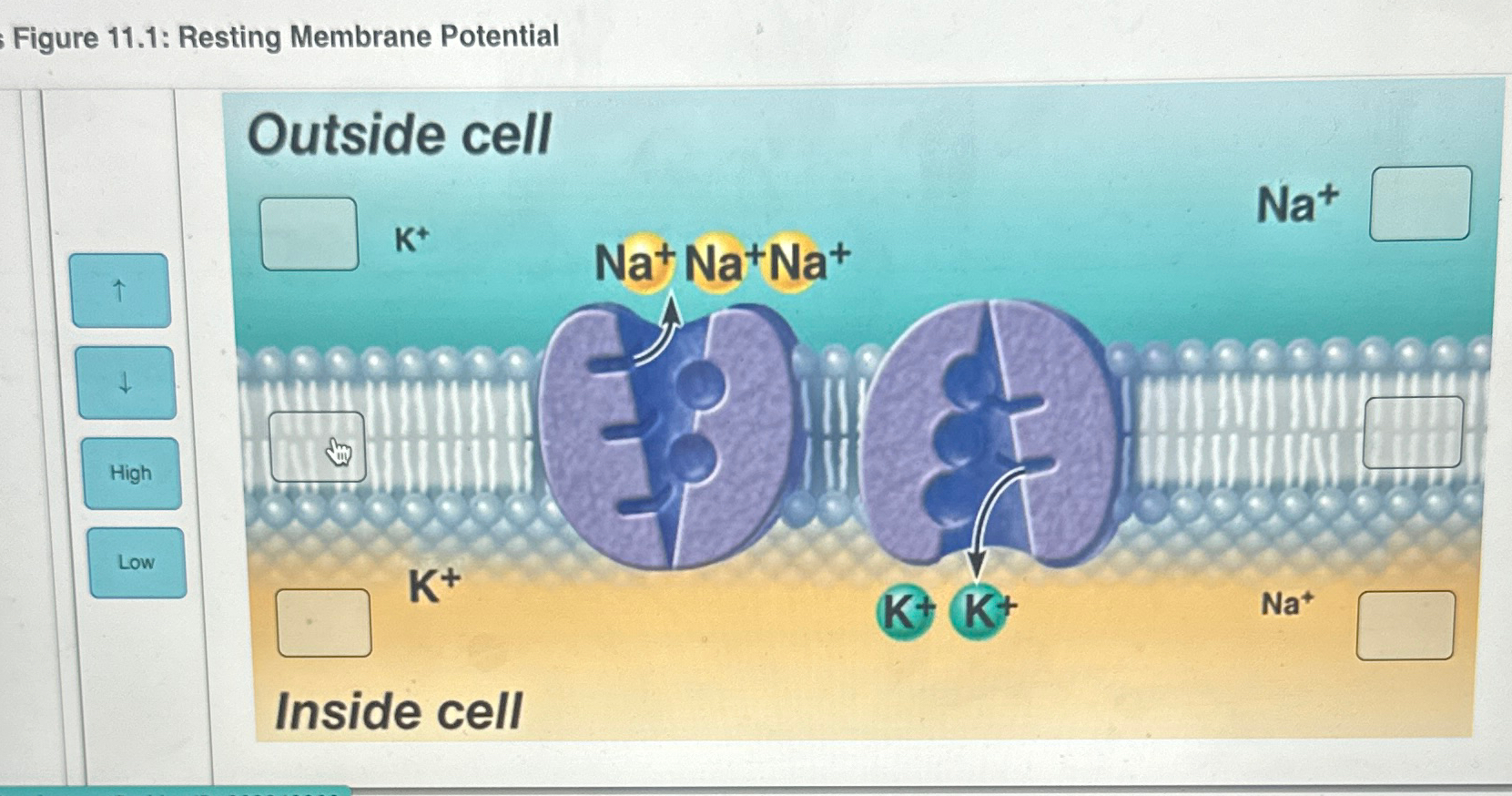 Solved Figure 11.1: Resting Membrane Potential | Chegg.com