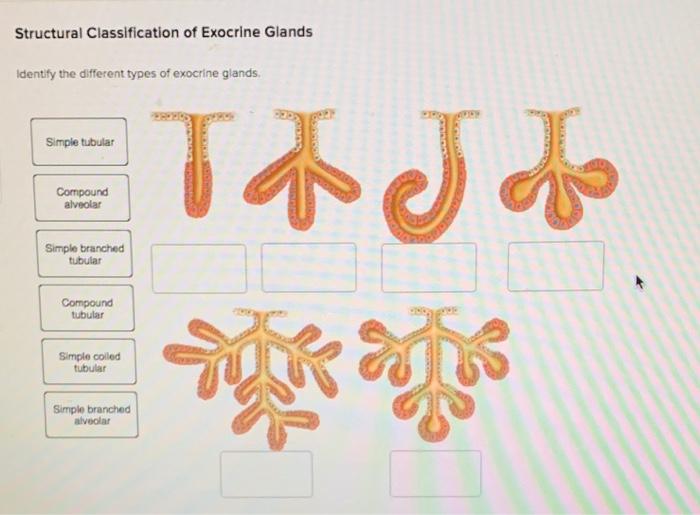 Solved Structural Classification of Exocrine Glands Identify | Chegg.com Solved Structural Classification of Exocrine Glands Identify | Chegg.com
