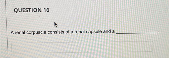 Solved QUESTION 16 A renal corpuscle consists of a renal | Chegg.com
