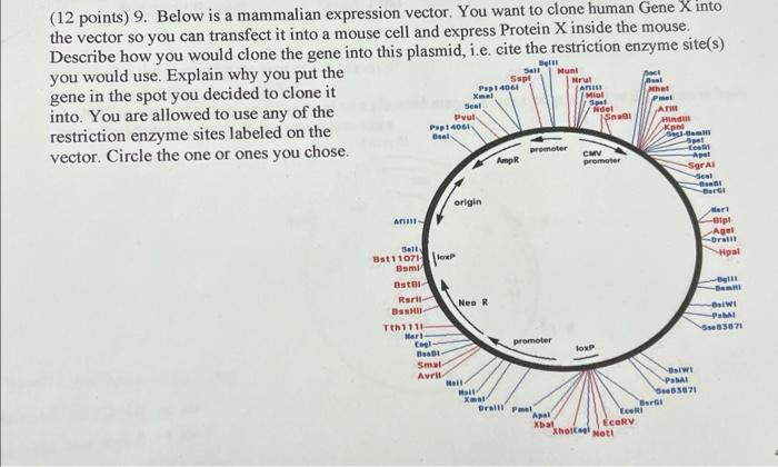 Solved (12 points) 9. Below is a mammalian expression | Chegg.com