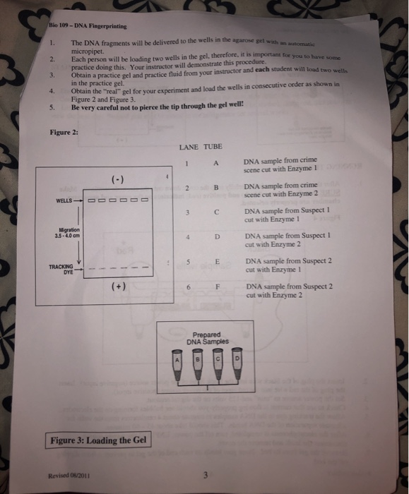 DNA fingerprinting lab please read all of the pages | Chegg.com
